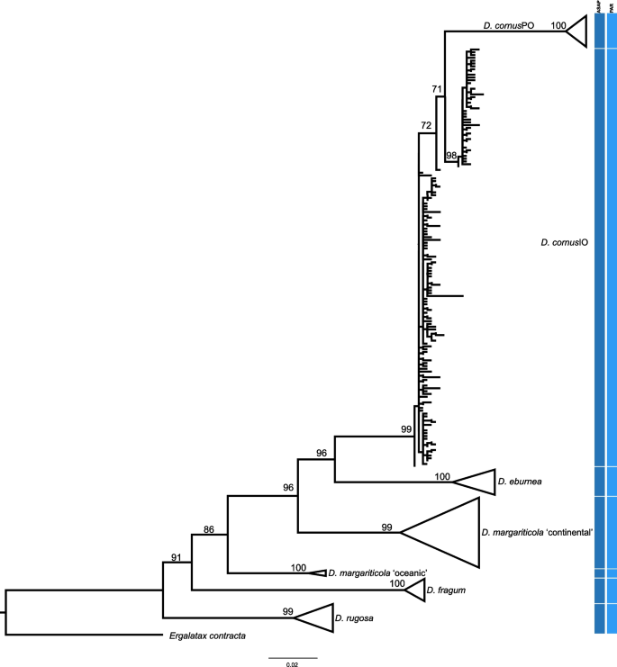 Evidence of two species within the corallivore gastropod Drupella ...