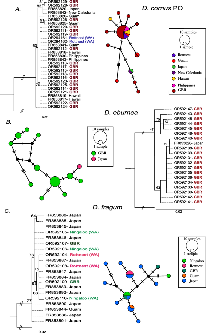 Evidence of two species within the corallivore gastropod Drupella ...