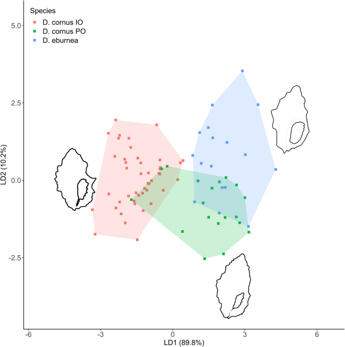 Evidence of two species within the corallivore gastropod Drupella ...