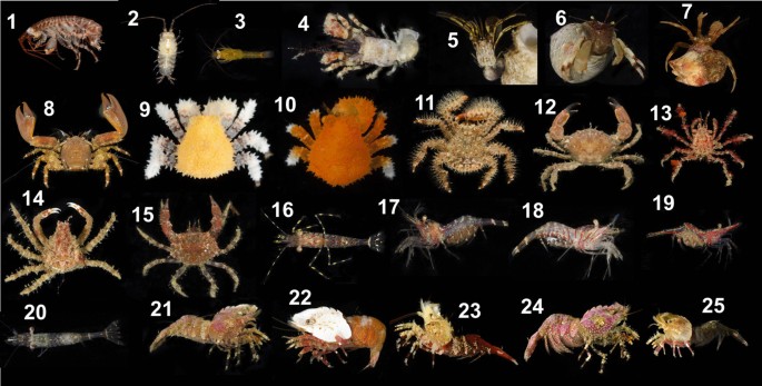 Salish Sea crustacean biodiversity is remarkably high and increases ...