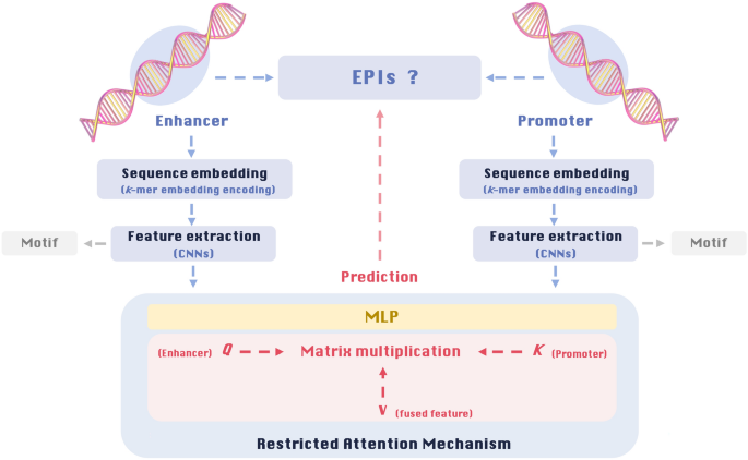 RAEPI: Predicting Enhancer-Promoter Interactions Based on Restricted Attention Mechanism ...
