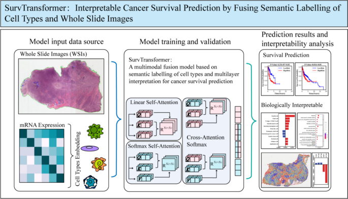 Interpretable Cancer Survival Prediction by Fusing Semantic Labelling of Cell Types and Whole ...
