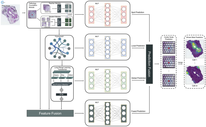 Accurately Predicting Cell Type Abundance from Spatial Histology Image Through HPCell ...