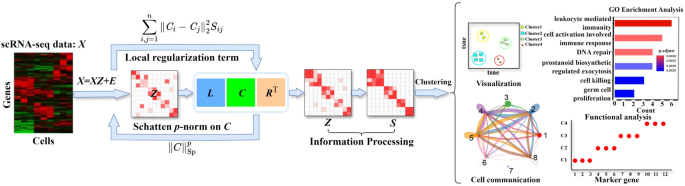 Clustering Single-Cell RNA-Seq Data with Low-Rank Matrix Factorization and Local Graph ...