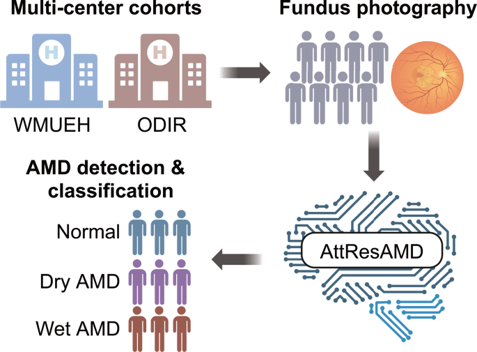 AttResAMD: An Attention-Driven Deep Learning Framework for Expert-Level Automated Classification ...