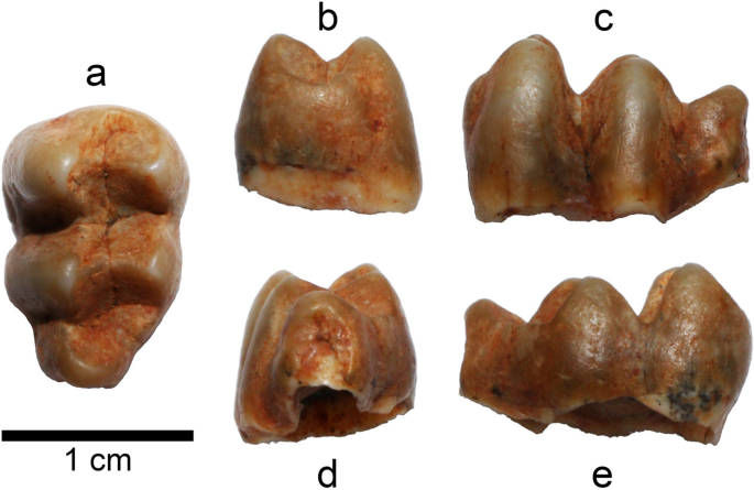 A new papionin molar (Primates, Cercopithecidae) from the Pliocene of ...