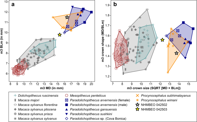 A new papionin molar (Primates, Cercopithecidae) from the Pliocene of ...