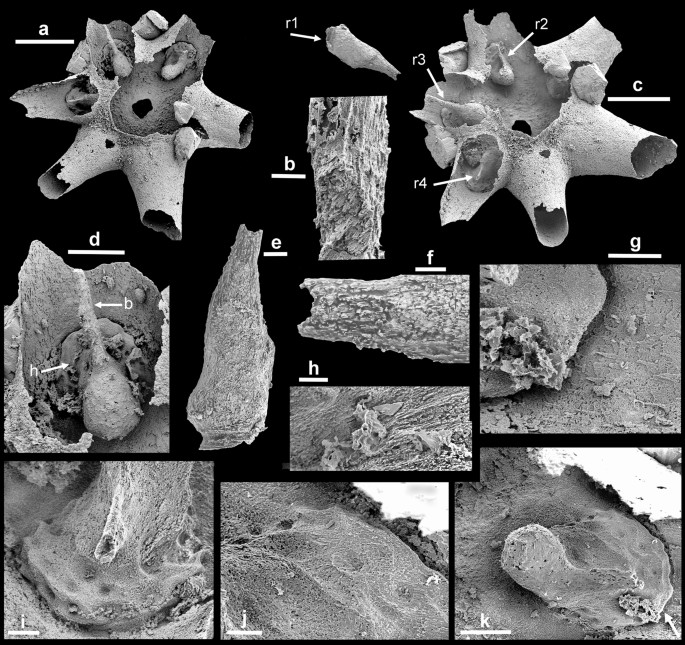 Sclerite ray canals in the Cambrian coeloscleritophoran Chancelloria ...