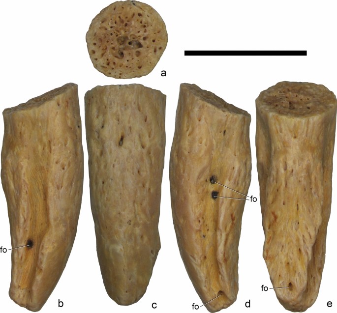 A digging theropod? Enigmatic ankylosed phalanges from the Upper ...