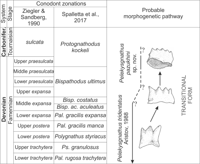 Famennian (Late Devonian) conodonts of the genus Pelekysgnathus | PalZ ...