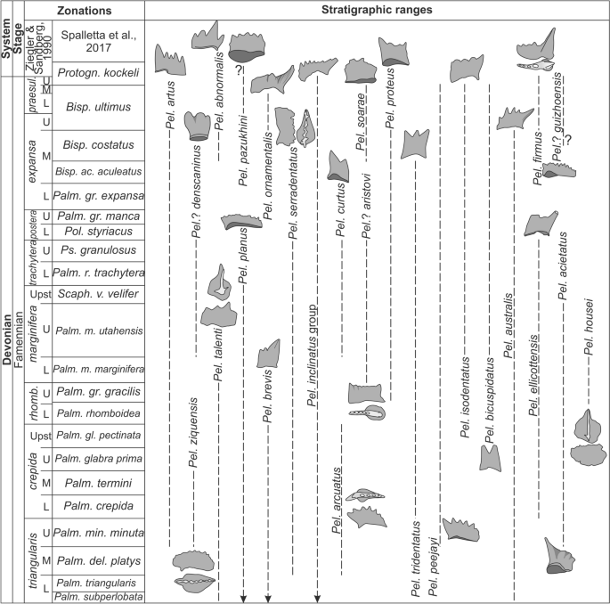 Famennian (Late Devonian) conodonts of the genus Pelekysgnathus | PalZ ...