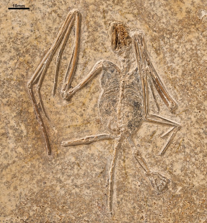 A skeleton of Cuvierimops (Chiroptera: Molossidae) from the lower ...