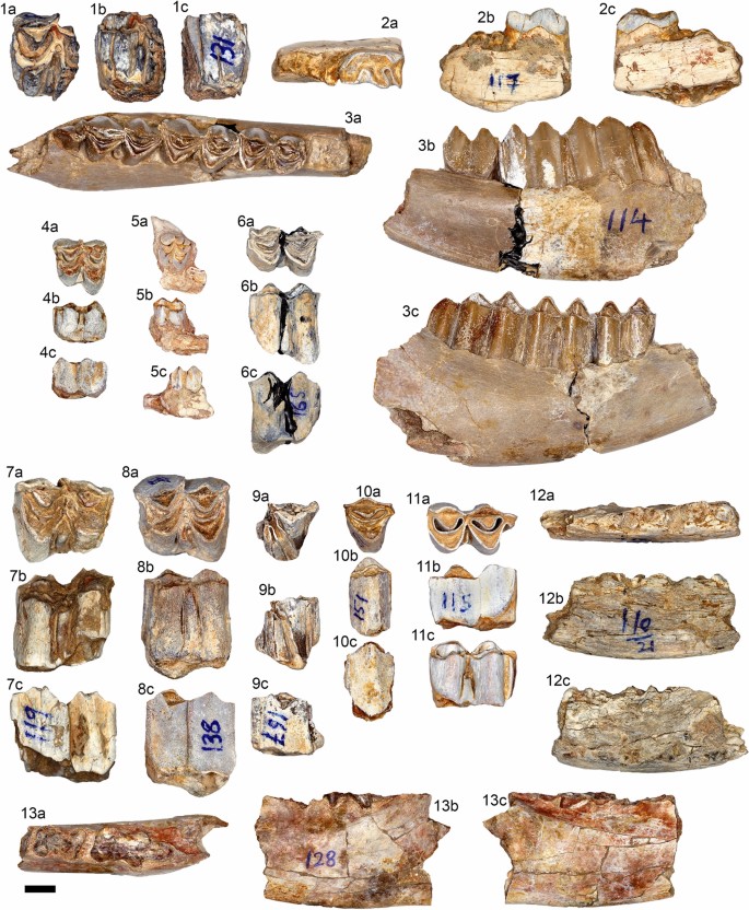 New bovid fossils from the Dhok Pathan, Middle Siwalik subgroup of ...