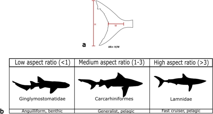 The tailbend of Metriorhynchidae (Crocodylia: Thalattosuchia ...