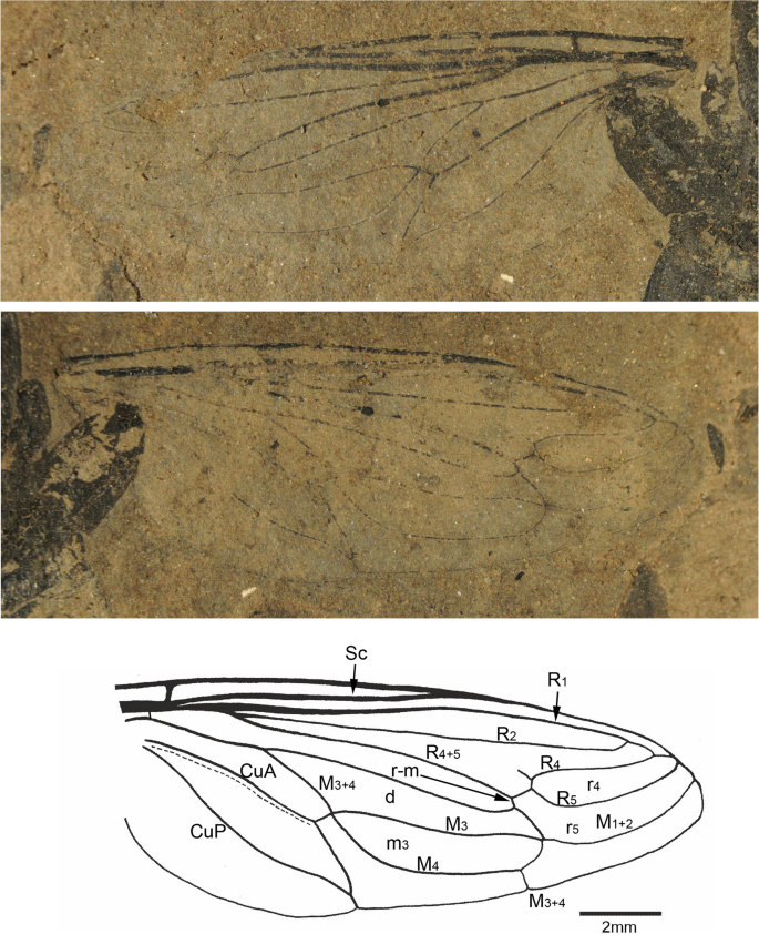 The first mydid fly (Diptera: Mydidae) from the Paleocene maar of Menat ...