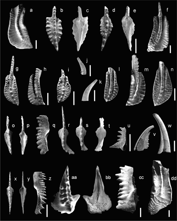 Conodont stratigraphy and biodiversity of the Middle Devonian Kačák ...