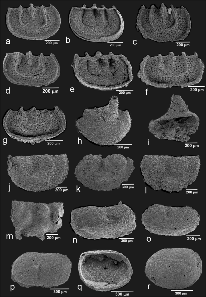 Middle Devonian (Eifelian) ostracods from the Tsagaankhaalga Formation ...