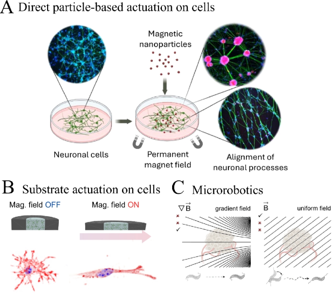 Magneto-mechanics in mechanobiology: enabling remote force transmission ...