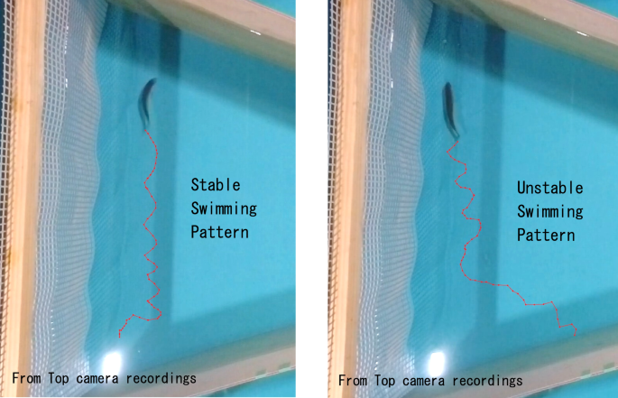Non-invasive swimming speed estimation method based on tail-beat ...