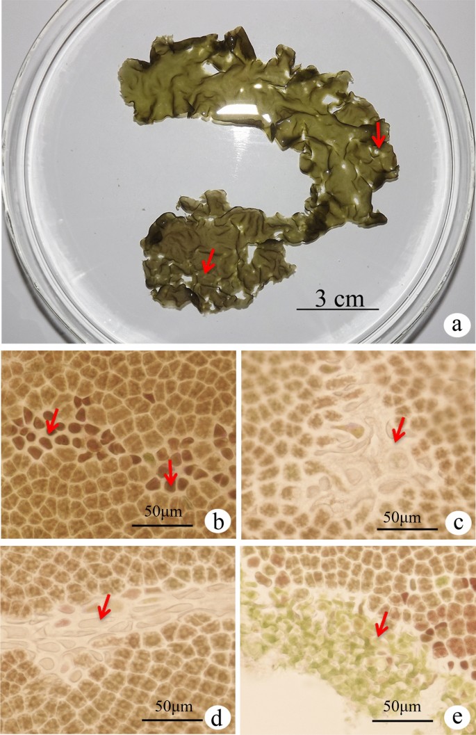 Utilization of high CO2 level as a treatment for green spot disease ...