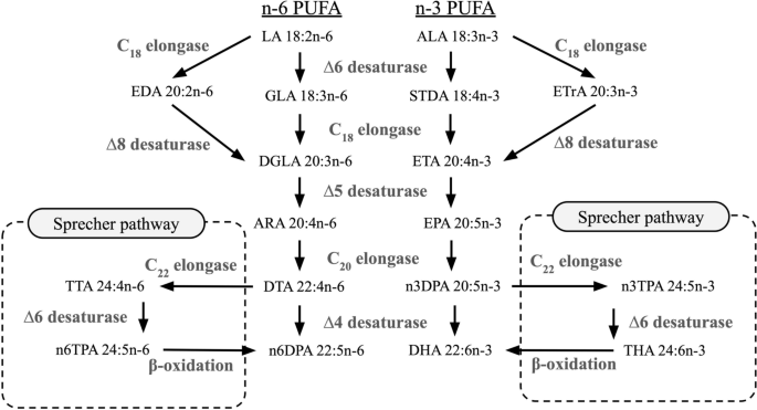 Evaluation of the n-3 PUFA synthetic ability of cell lines established ...