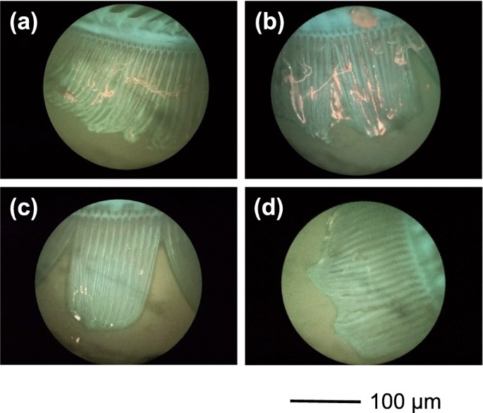 Toxicity and lethal cell density of the harmful flagellate Chattonella ...