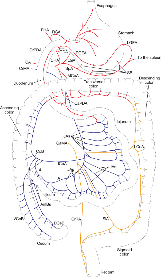 Distribution pattern of the celiac, cranial mesenteric, and caudal ...