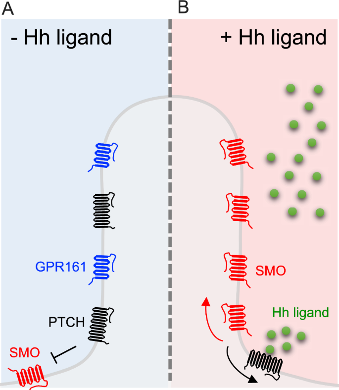 Regulatory mechanisms governing GLI proteins in hedgehog signaling ...