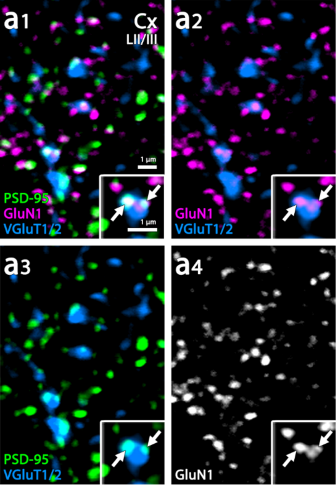 Advanced fixation techniques for high-sensitivity molecular imaging ...
