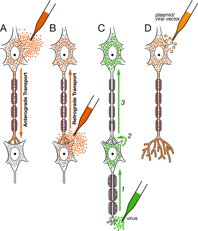Historical trends in neuroanatomical tract-tracing techniques | Anatomical Science International