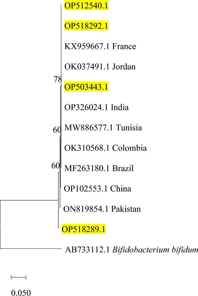 Antimicrobial Activity of Ligilactobacillus Salivarius Against ...