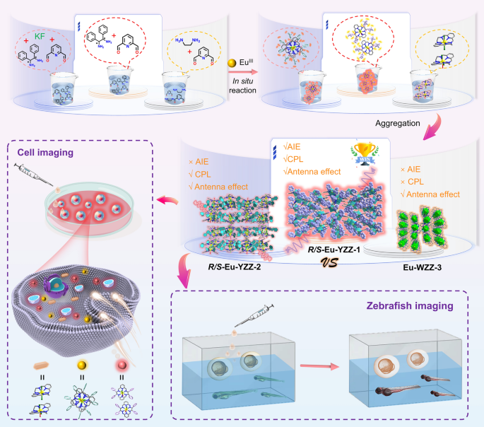 Dynamic chiral Eu(III) complex emitters with molecular rotor-regulated ...
