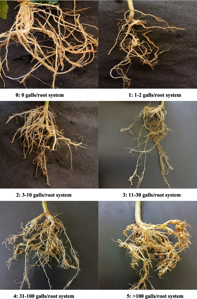 Evaluation of root-knot nematode resistance in wild okra species ...