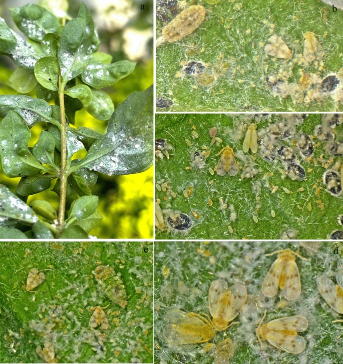 Hidden within the complex: integrative taxonomy unveils the presence of ...