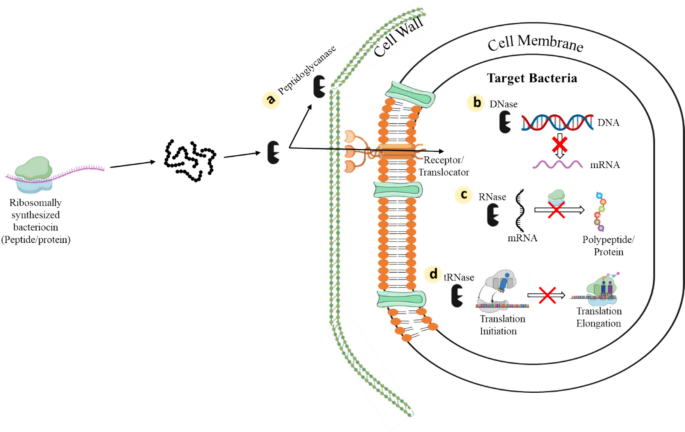 Pyocins and Beyond: Exploring the World of Bacteriocins in Pseudomonas ...