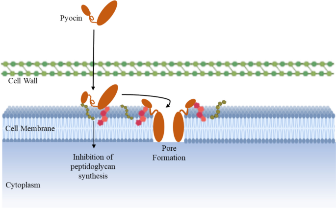 Pyocins and Beyond: Exploring the World of Bacteriocins in Pseudomonas ...