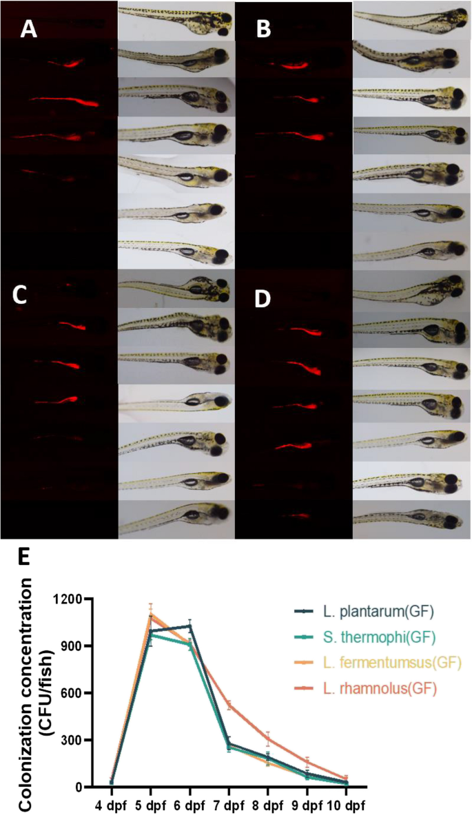 Assessment of Probiotics’ Impact on Neurodevelopmental and Behavioral ...