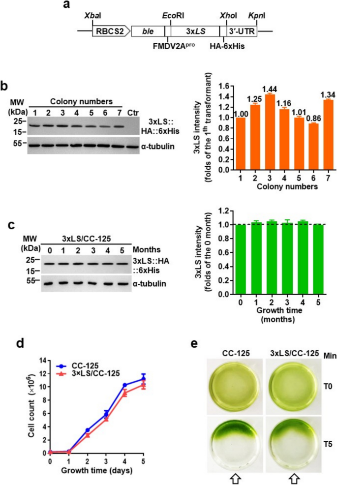Expression and Characterization of Recombinant Triple Laterosporulin in ...