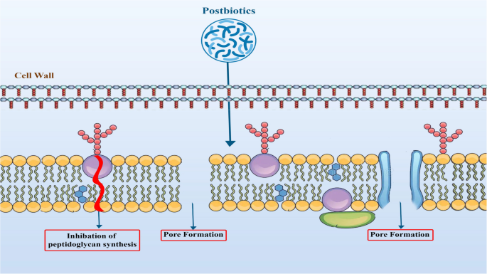 Potential Application of Postbiotics as a Natural Preservative in ...