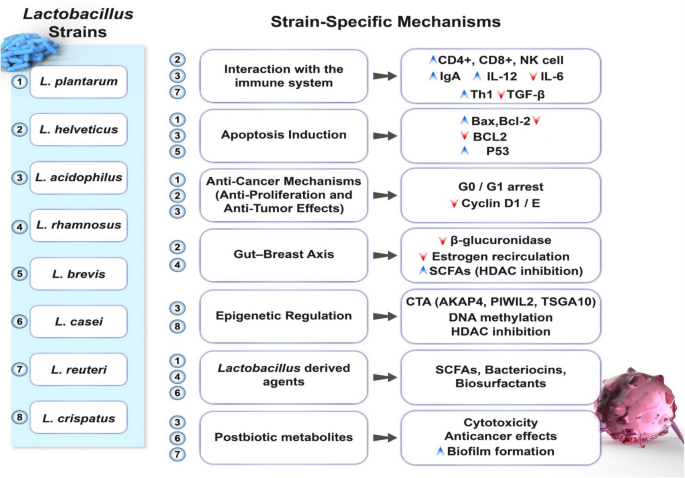 The Role of Lactobacillus Strain Probiotics in Breast Cancer: Strain-Specific Mechanisms and ...