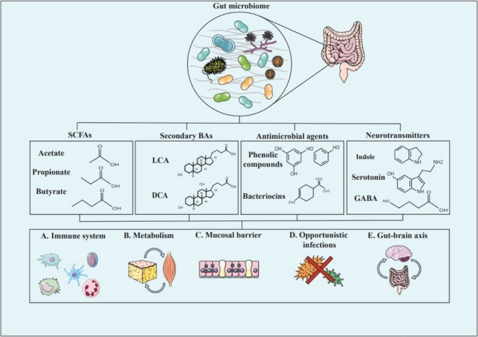 Mechanisms, Modulation, and Mitigation: Dietary-Gut Microbiome ...