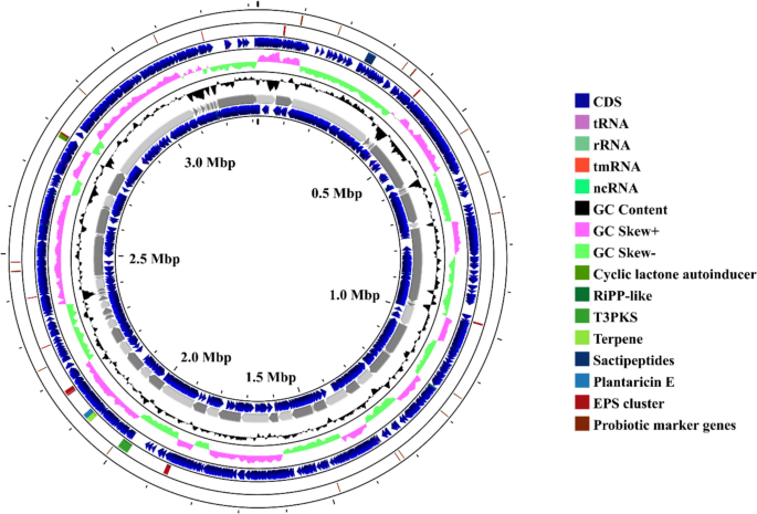 Genomic Analysis, Safety Evaluation, and Incorporation of Probiotic ...