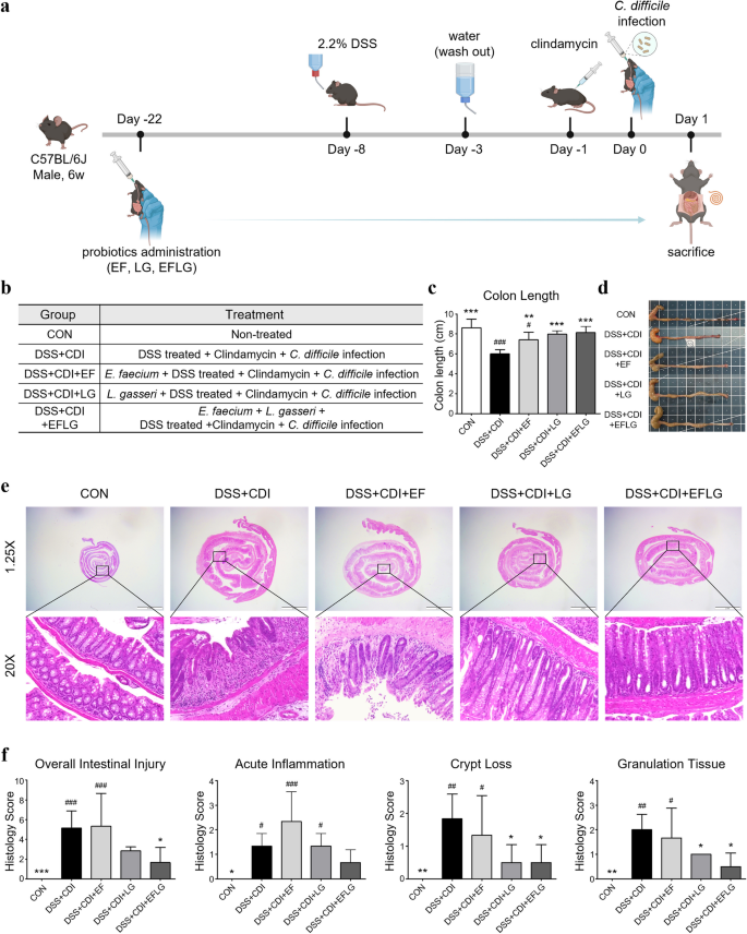 Restoration of the Mucosal Barrier by Lactobacillus gasseri HDS0266 and ...