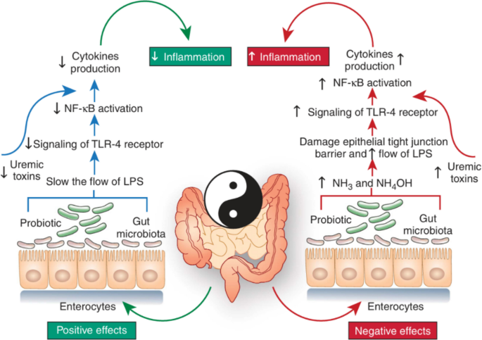 Gut Microbiota and Chronic Kidney Disease: A Complex Interplay with ...