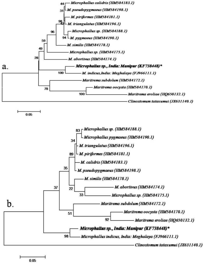 Molecular characterization of Microphallus sp. (Digenea: Microphallidae ...