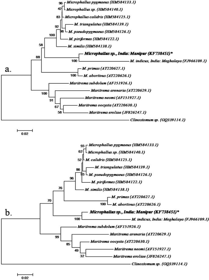Molecular characterization of Microphallus sp. (Digenea: Microphallidae ...