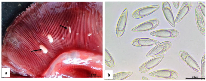 Molecular and phylogenetic characterization of a Cnidarian parasite ...