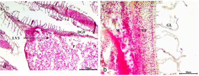 Molecular and phylogenetic characterization of a Cnidarian parasite ...