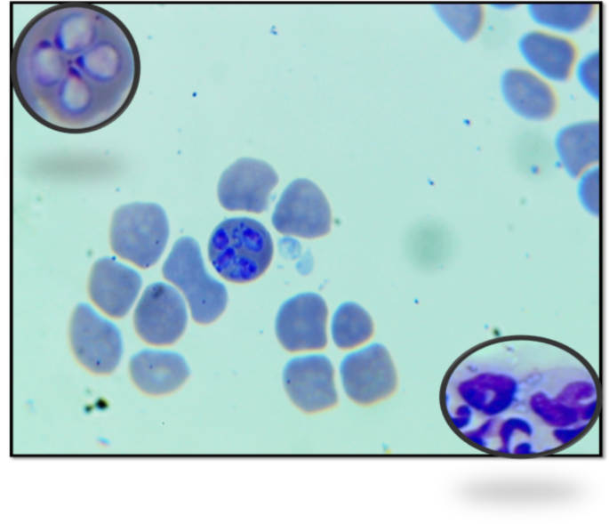 Concurrent infection of Babesia canis vogeli and Ehrlichia canis in a ...