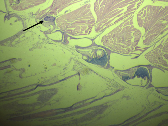Ciliate parasite Ichthyophthirius multifiliis causing acute mortality ...